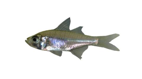 Fishing for Buru glass perchlet: Fish Species – FishAngler.com