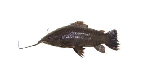 Fishing for Atipa: Fish Species – FishAngler.com