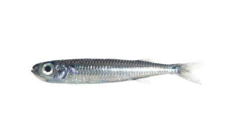 Fishing for Samoan silverside → Explore Catches, Top Baits & More!