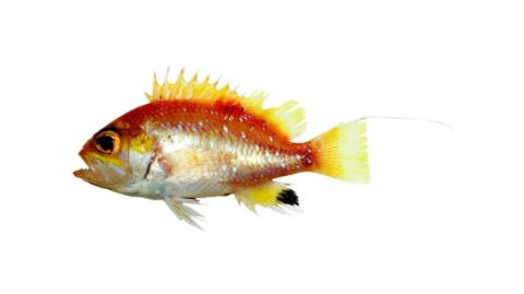 Fishing for Pearl-spotted fairy basslet → Explore Catches, Top Baits ...