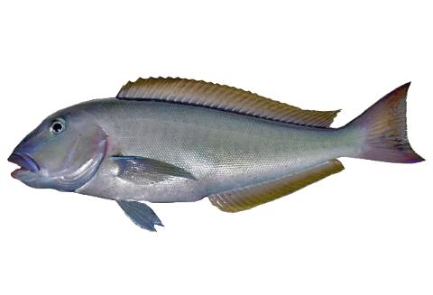 Fishing for Grey tilefish → Explore Catches, Top Baits & More!