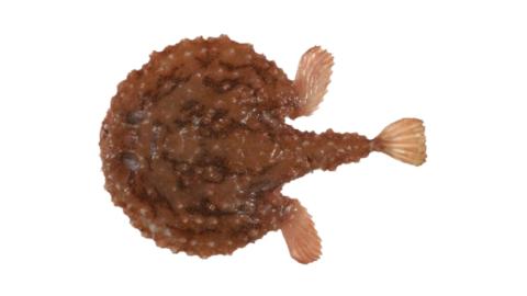 Fishing for Minipizza batfish → Explore Catches, Top Baits & More!