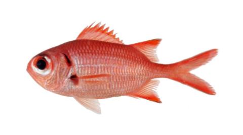 Fishing for Scarlet soldierfish: Fish Species – FishAngler.com