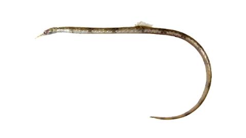 Fishing for Straightstick pipefish → Explore Catches, Top Baits & More!
