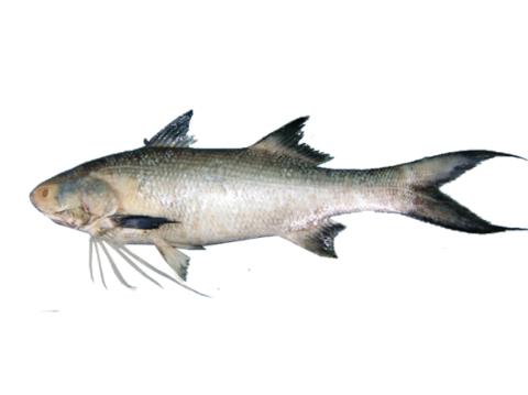 Fishing for Indian threadfin → Explore Catches, Top Baits & More!