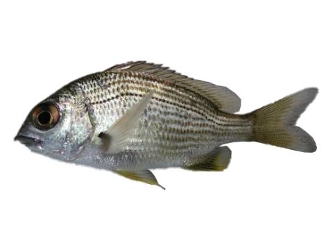 Fishing for Yellowfin bream → Explore Catches, Top Baits & More!