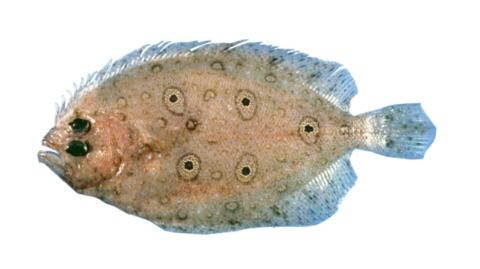Fishing for Five-eyed flounder → Explore Catches, Top Baits & More!
