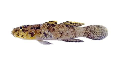 Fishing for Pacific goby → Explore Catches, Top Baits & More!