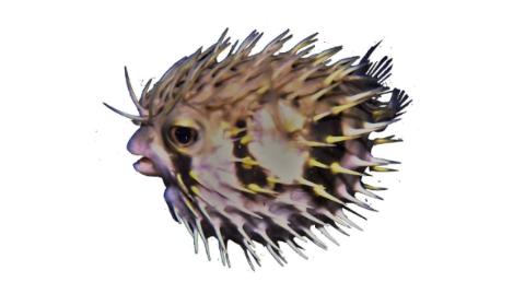 Fishing for Slender-spined porcupine fish: Fish Species – FishAngler.com